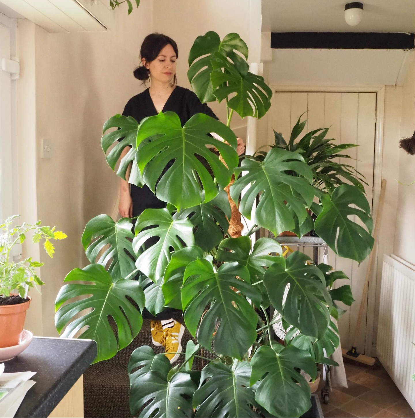 The BIG Monstera re-pot: repotting my 3 Monstera plants – HOUSE PLANT HOUSE