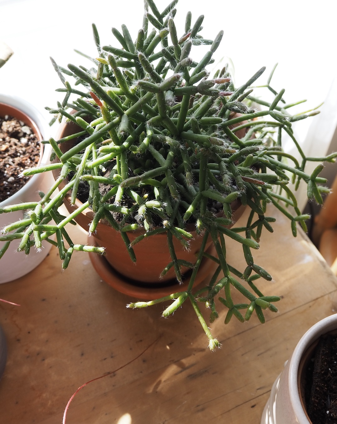 Let’s talk about light Part 2: Plants for… East facing rooms – HOUSE ...