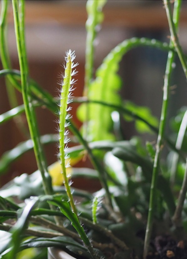 My jungle cactus collection: care + propagation experiments – HOUSE ...