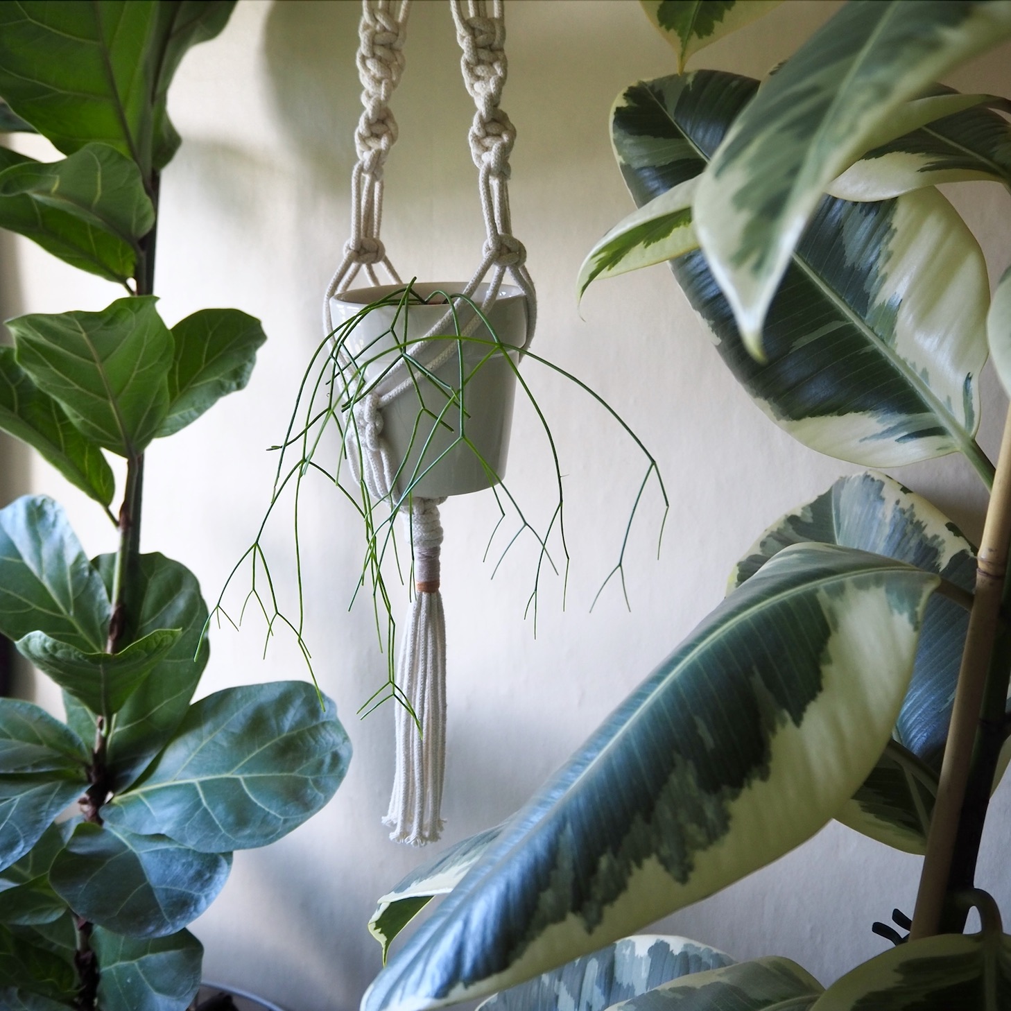 10 of My Favourite Trailing Houseplants - HOUSEPLANTHOUSE
