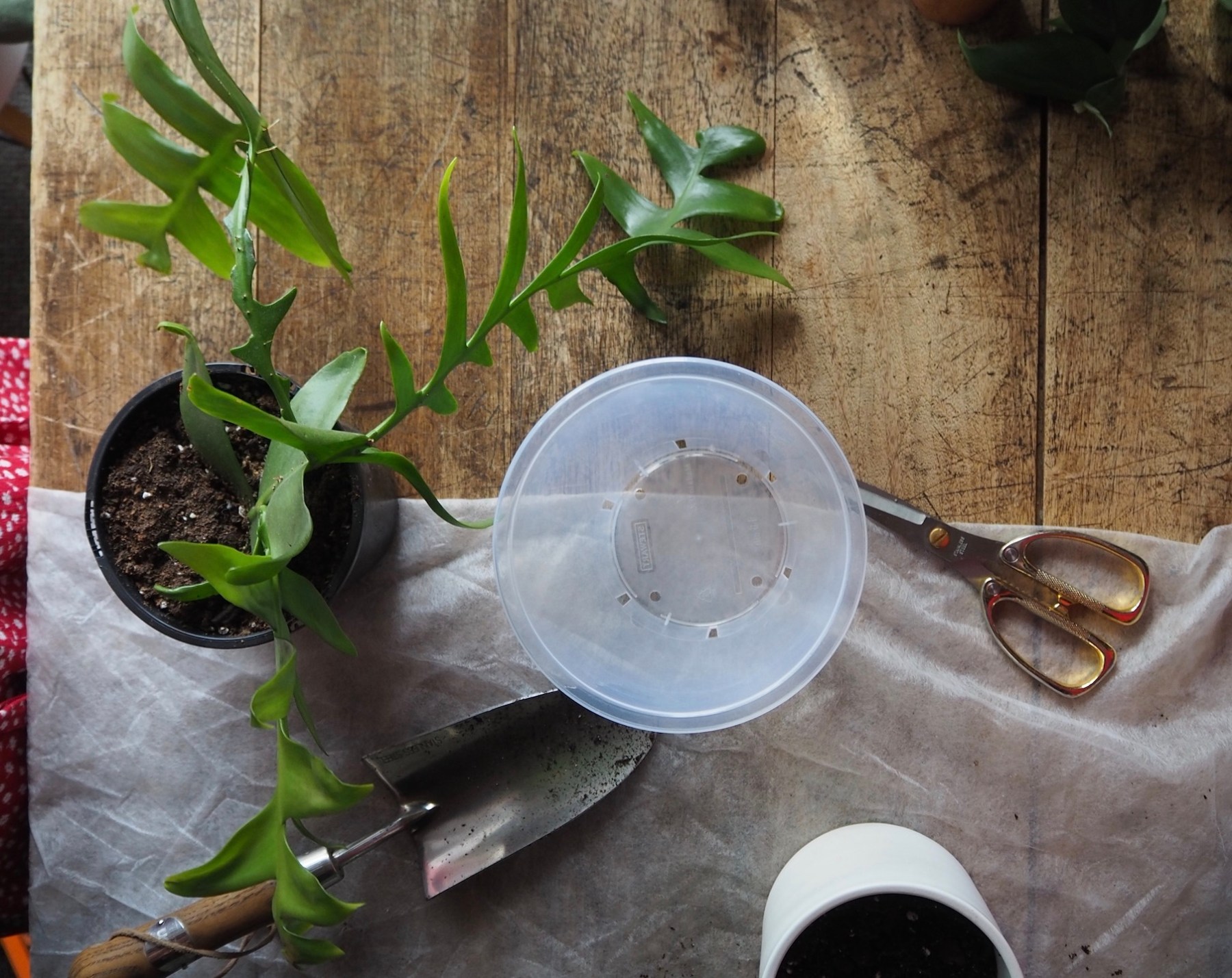 My jungle cactus collection: care + propagation experiments – HOUSE ...
