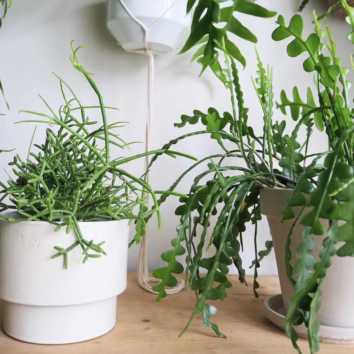 My jungle cactus collection: care + propagation experiments – HOUSE ...