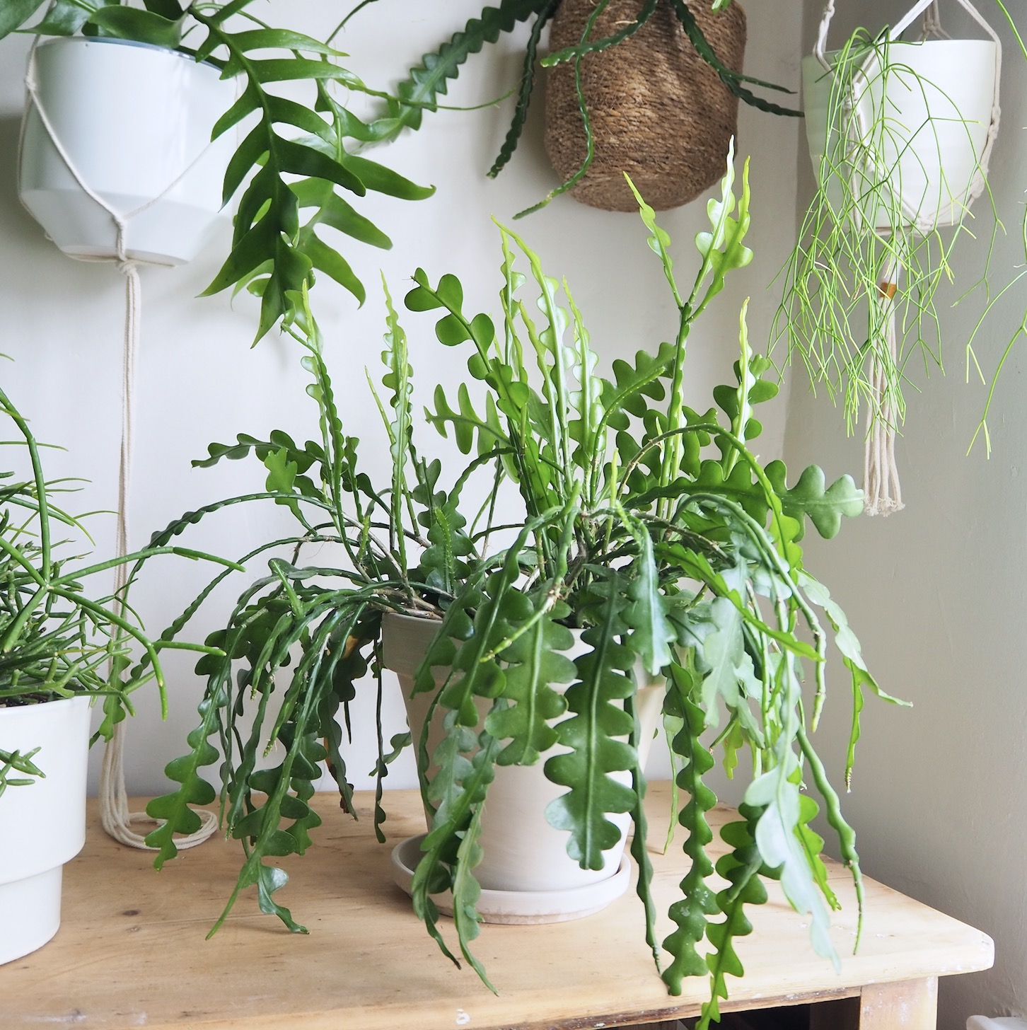 My jungle cactus collection: care + propagation experiments – HOUSE ...