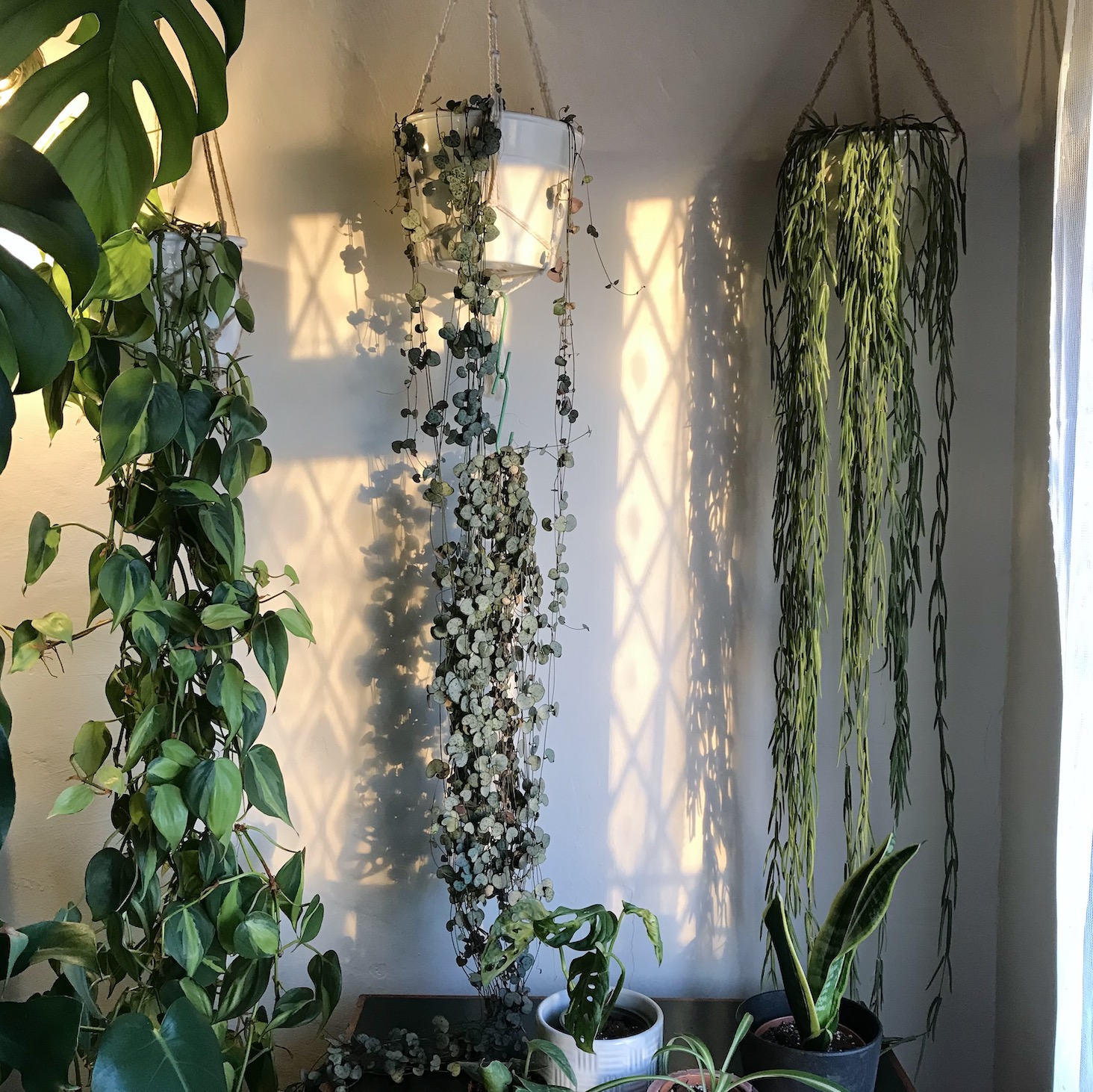 10 of My Favourite Trailing Houseplants – HOUSE PLANT HOUSE