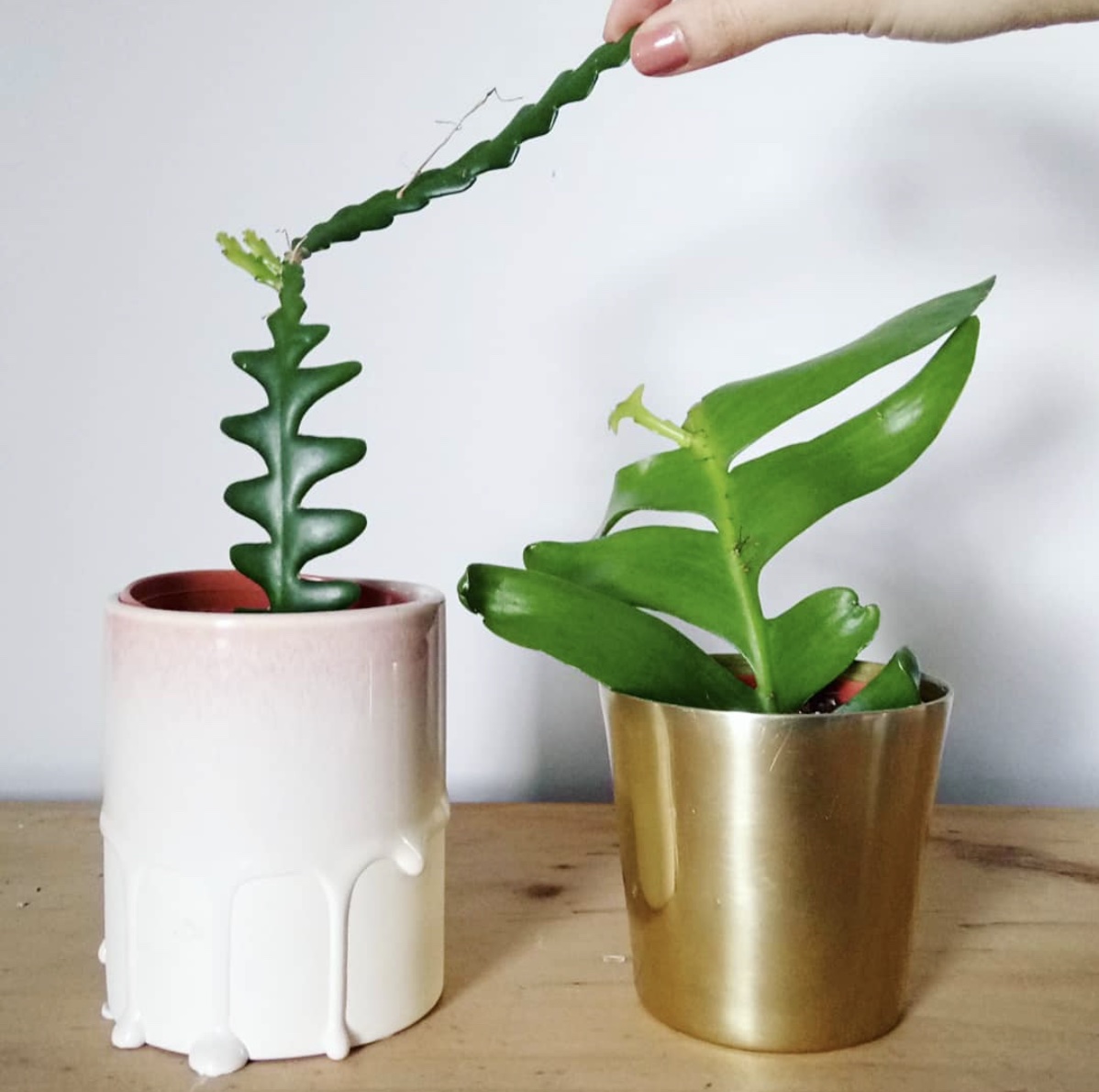 Let’s talk about light Part 2: Plants for… East facing rooms – HOUSE ...