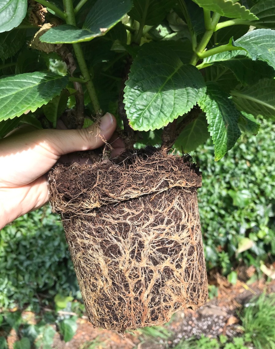 Repotting Diaries #11: Pilea peperomioides, Aspidistra milky way, Ficus ...