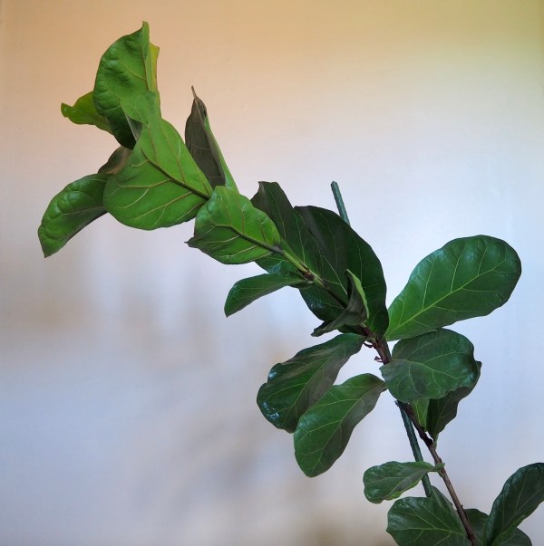 Ficus elastica tineke update: branching progress + making plants from ...