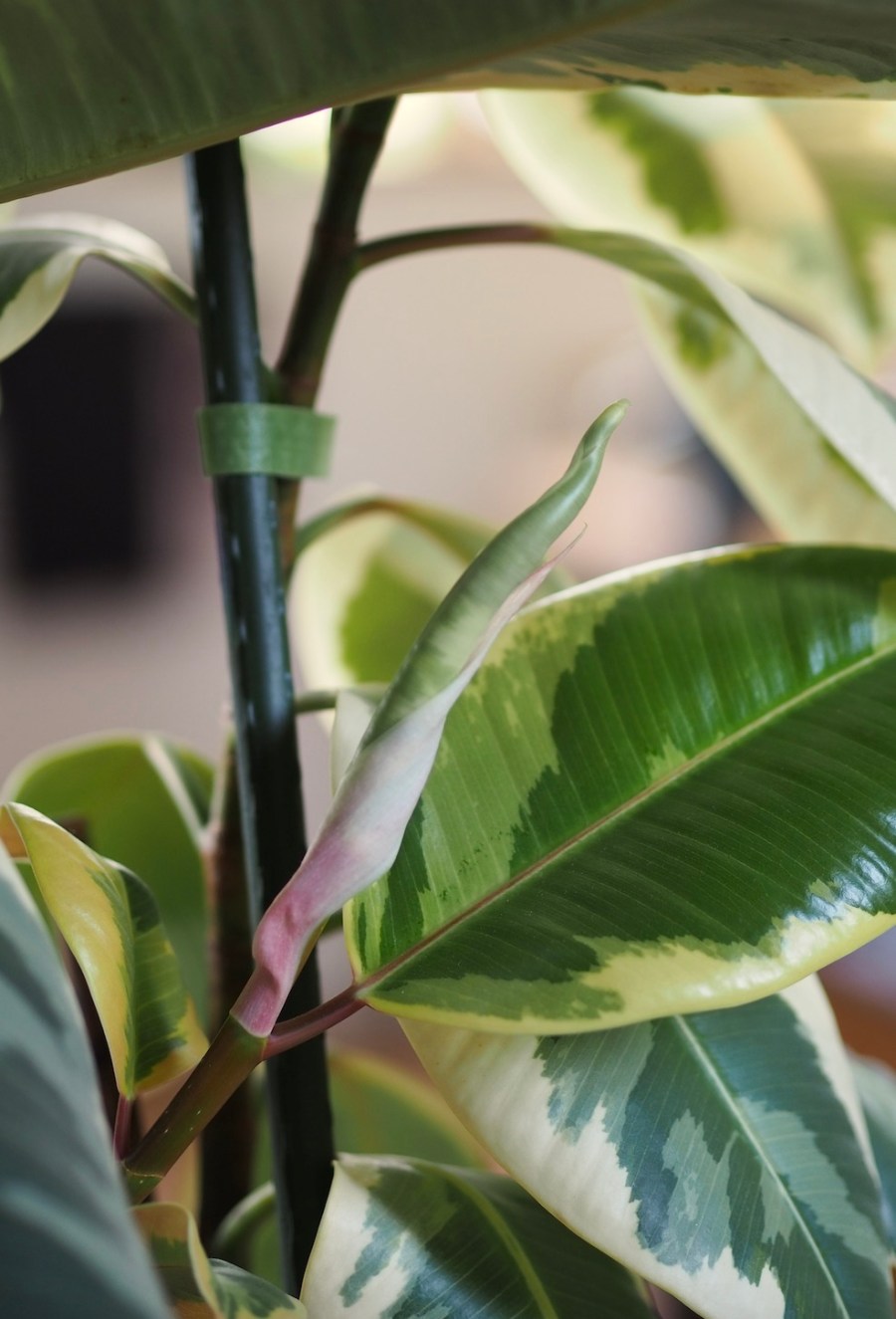 Ficus elastica tineke update: branching progress + making plants from ...