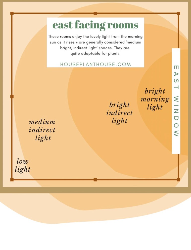 Let’s talk about light Part 2: Plants for… East facing rooms – HOUSE ...