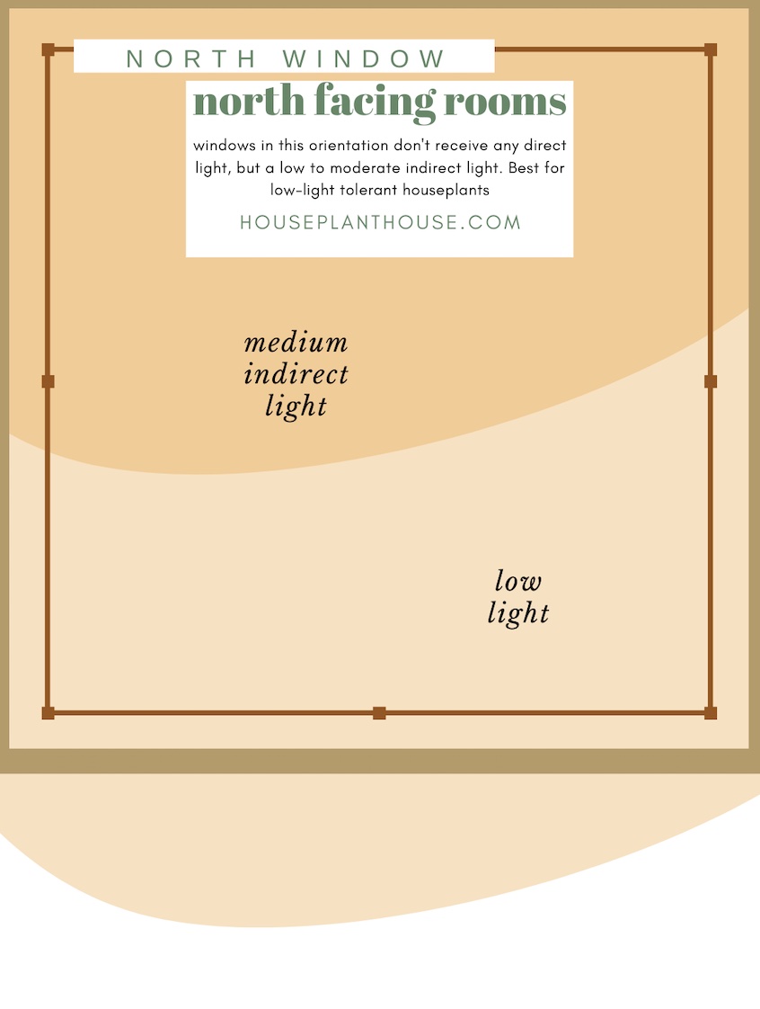 Let’s talk about light Part 2: Plants for… North facing rooms – HOUSE ...