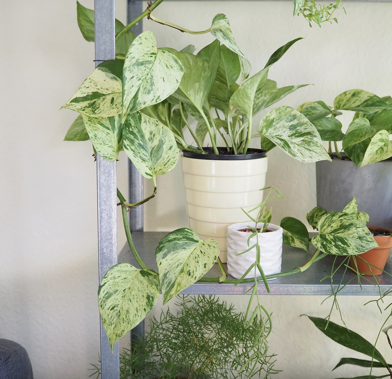 10 of My Favourite Trailing Houseplants – HOUSE PLANT HOUSE
