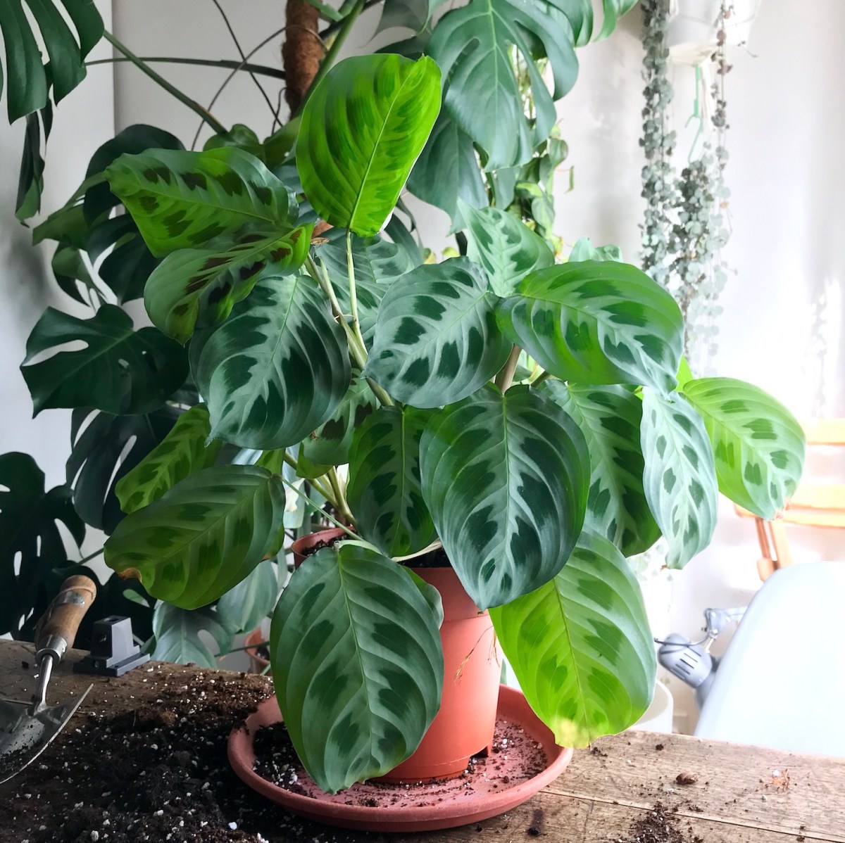 Maranta leuconeura Care Guide – HOUSE PLANT HOUSE