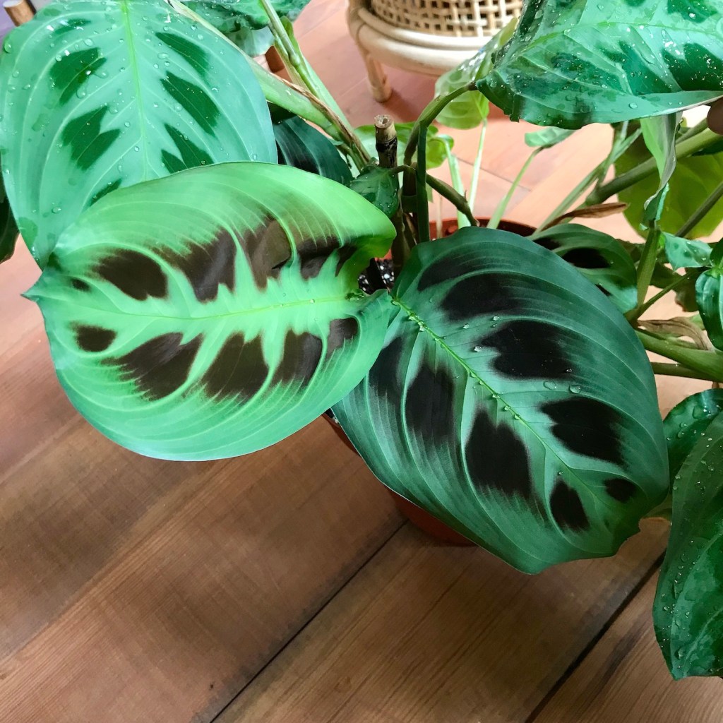 Maranta leuconeura Care Guide – HOUSE PLANT HOUSE