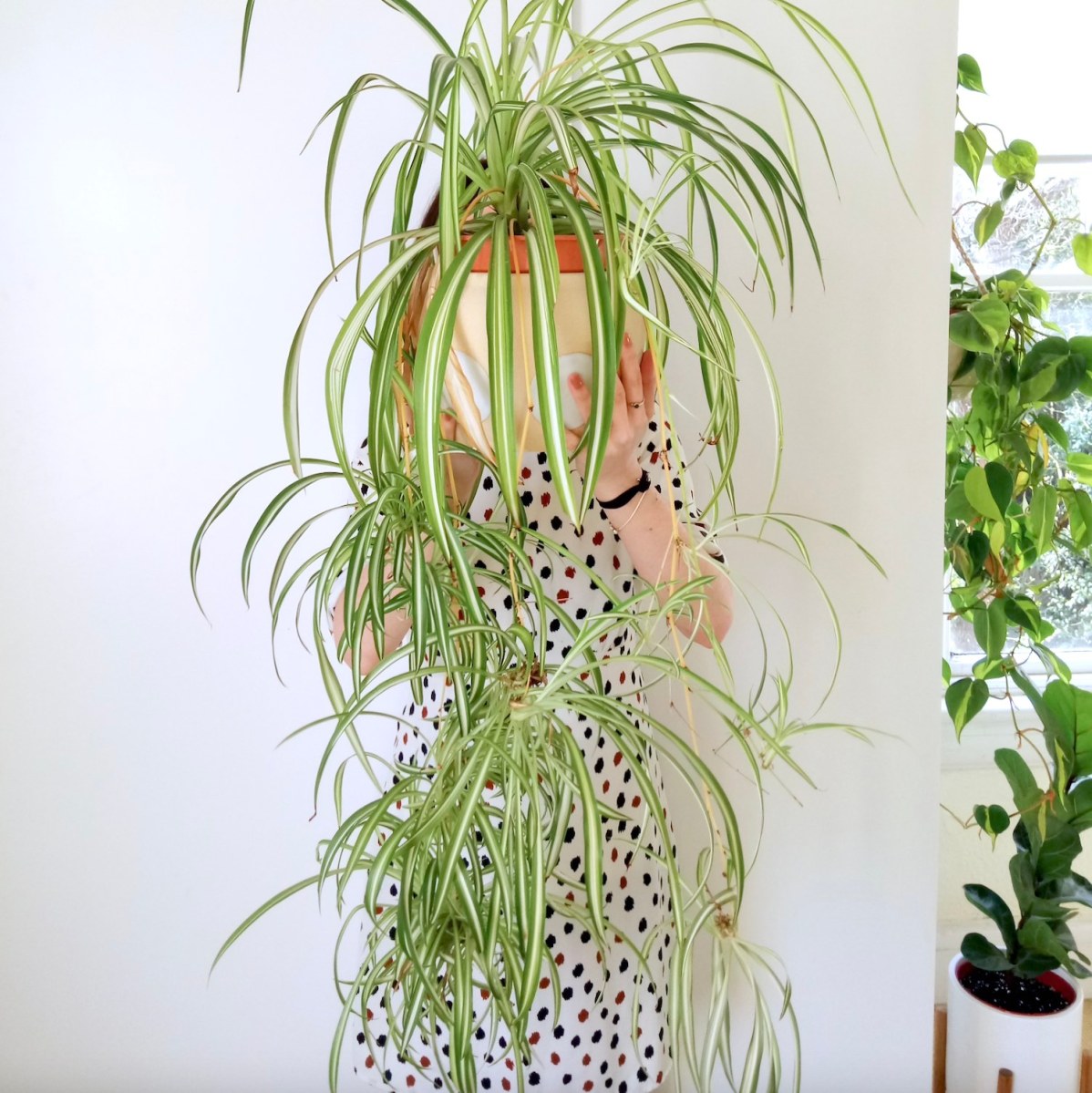 Heirloom Houseplants Part 1: How to find pre-loved / old plants (and ...