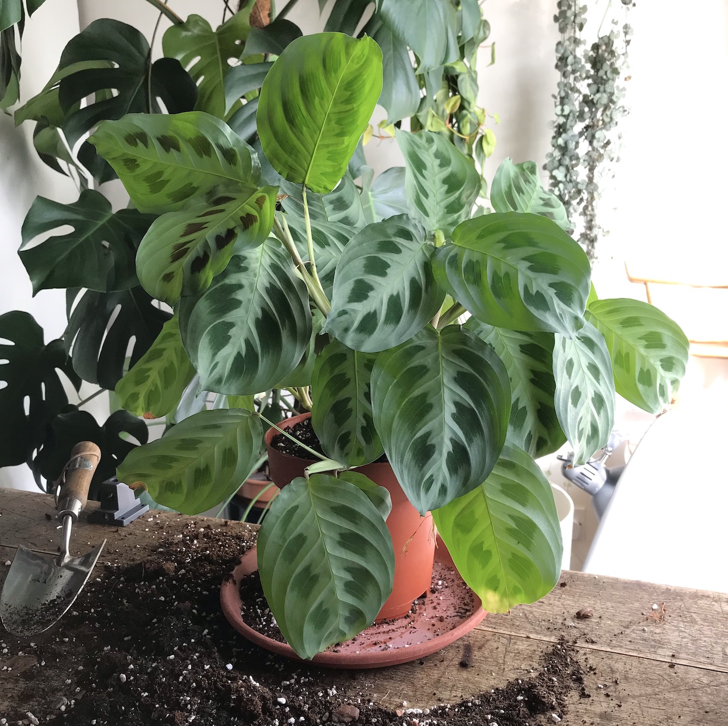 Maranta leuconeura Care Guide – HOUSE PLANT HOUSE