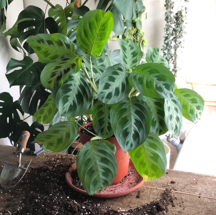 Maranta leuconeura Care Guide – HOUSE PLANT HOUSE