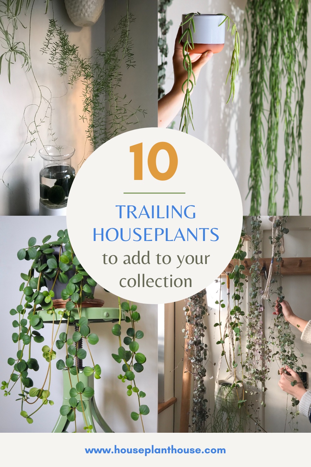 10 of My Favourite Trailing Houseplants – HOUSE PLANT HOUSE