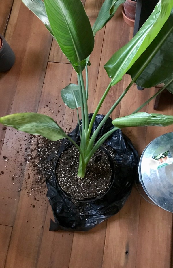 Strelitzia: Bird of Paradise Care Guide – HOUSE PLANT HOUSE