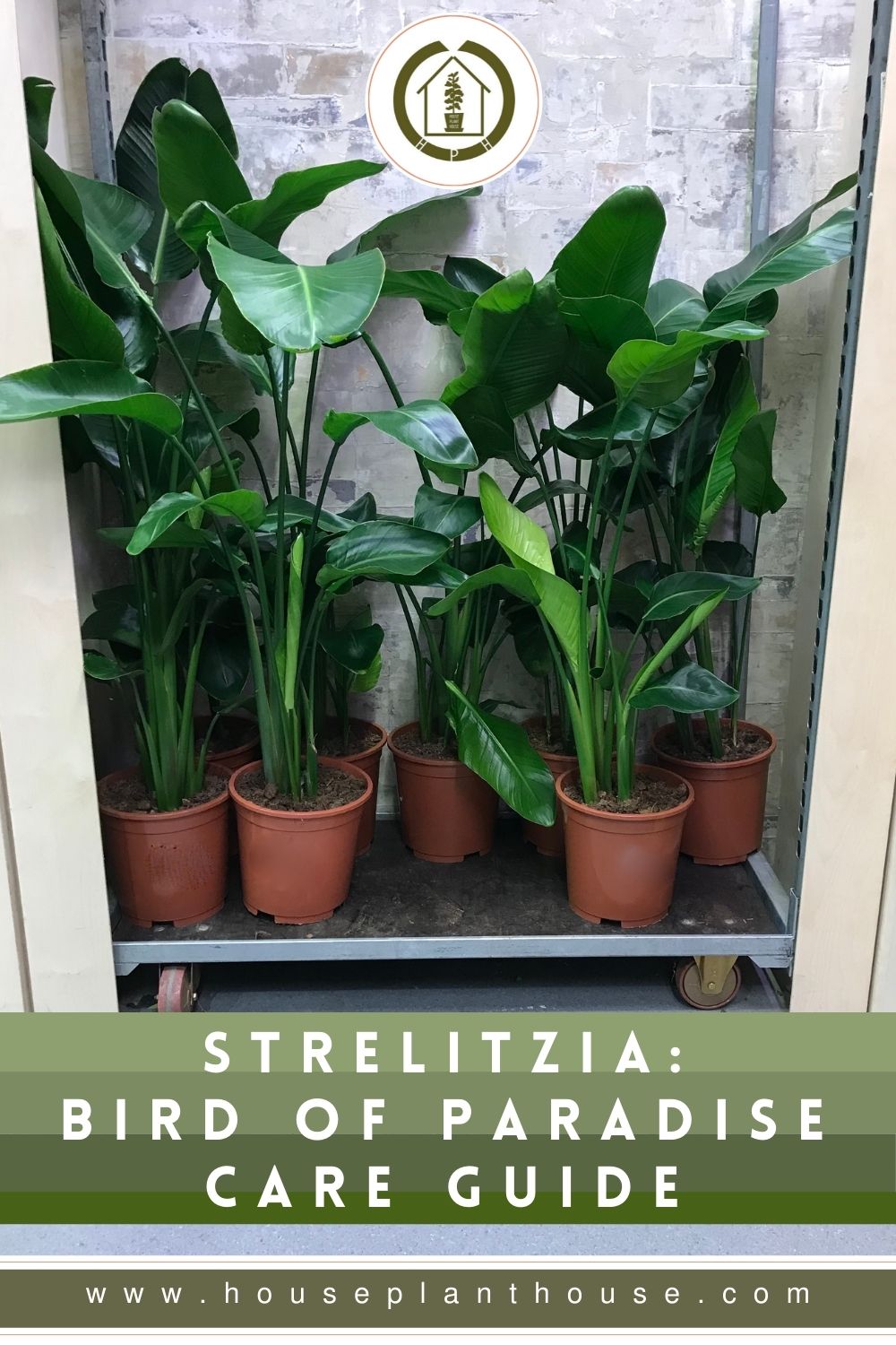 Strelitzia: Bird of Paradise Care Guide – HOUSE PLANT HOUSE