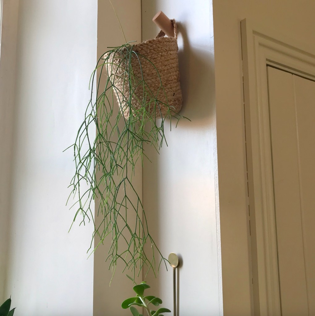 10 of My Favourite Trailing Houseplants – HOUSE PLANT HOUSE